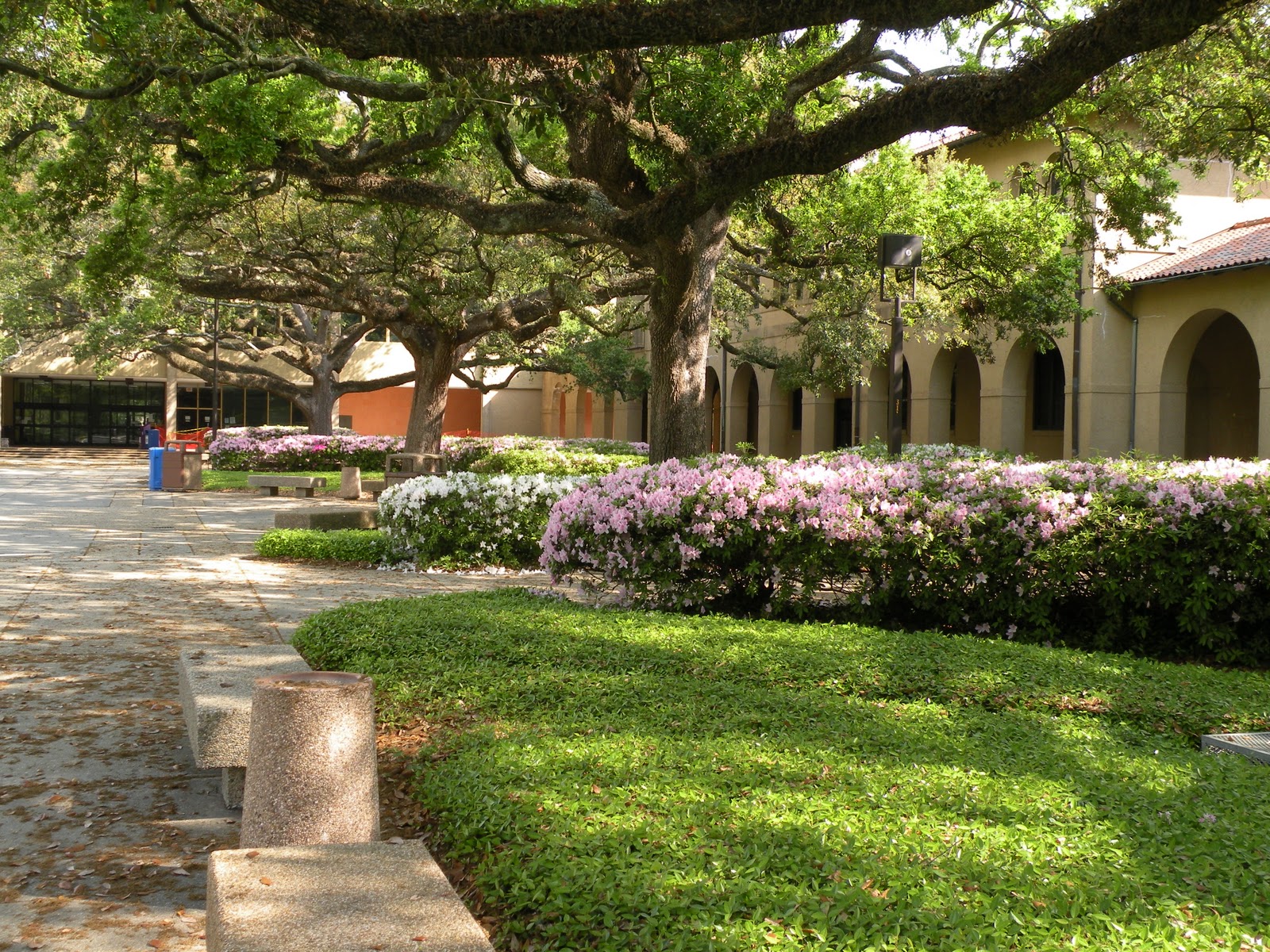 Wordless Wednesday: Azaleas and Oak Trees | KayeDacus.com